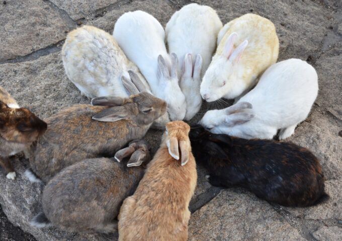Rabbit Island - Snow Monkey Resorts