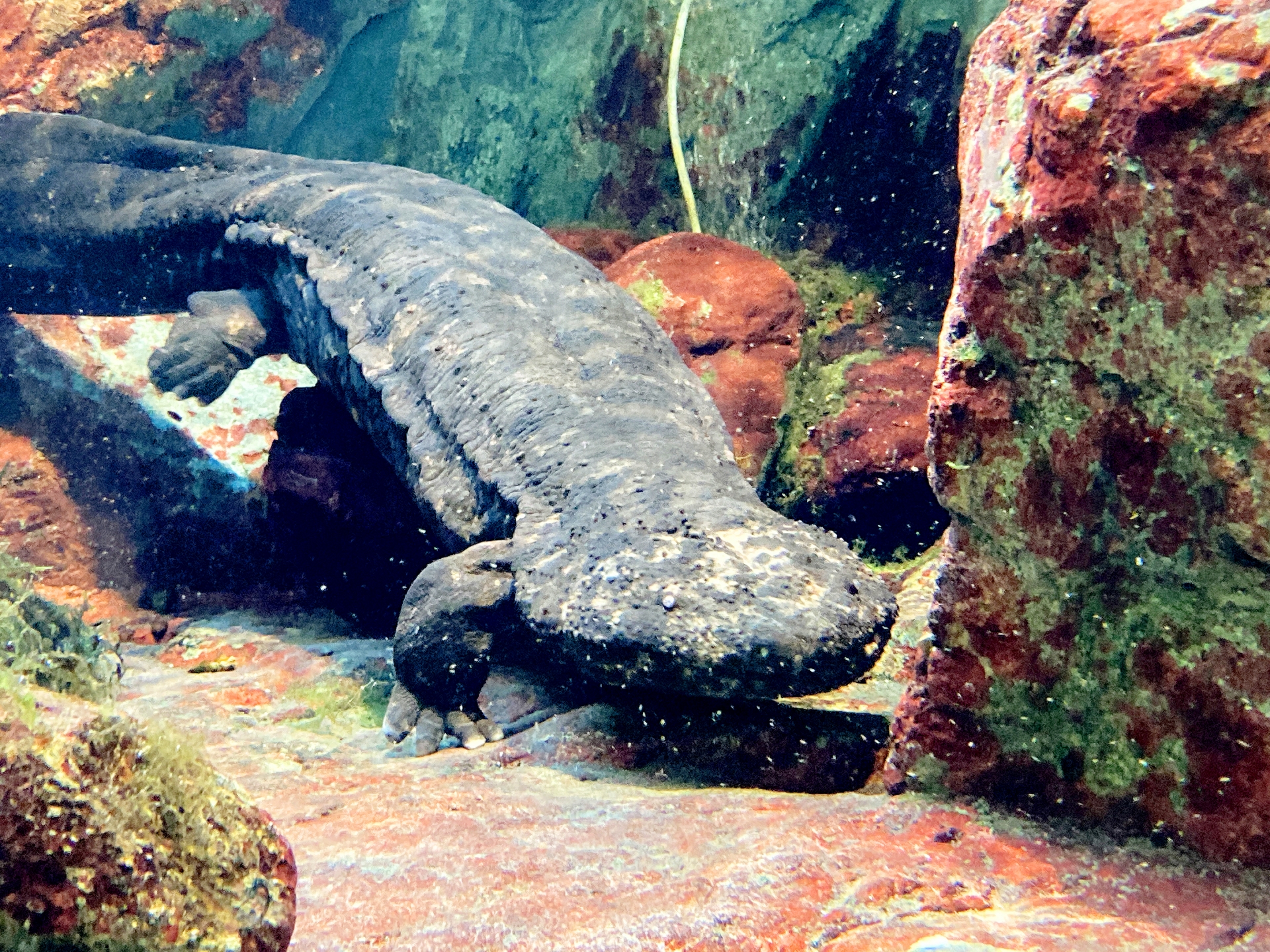 Discover the Japan Giant Salamander Center at Akame 48 Waterfalls - Snow Monkey Resorts