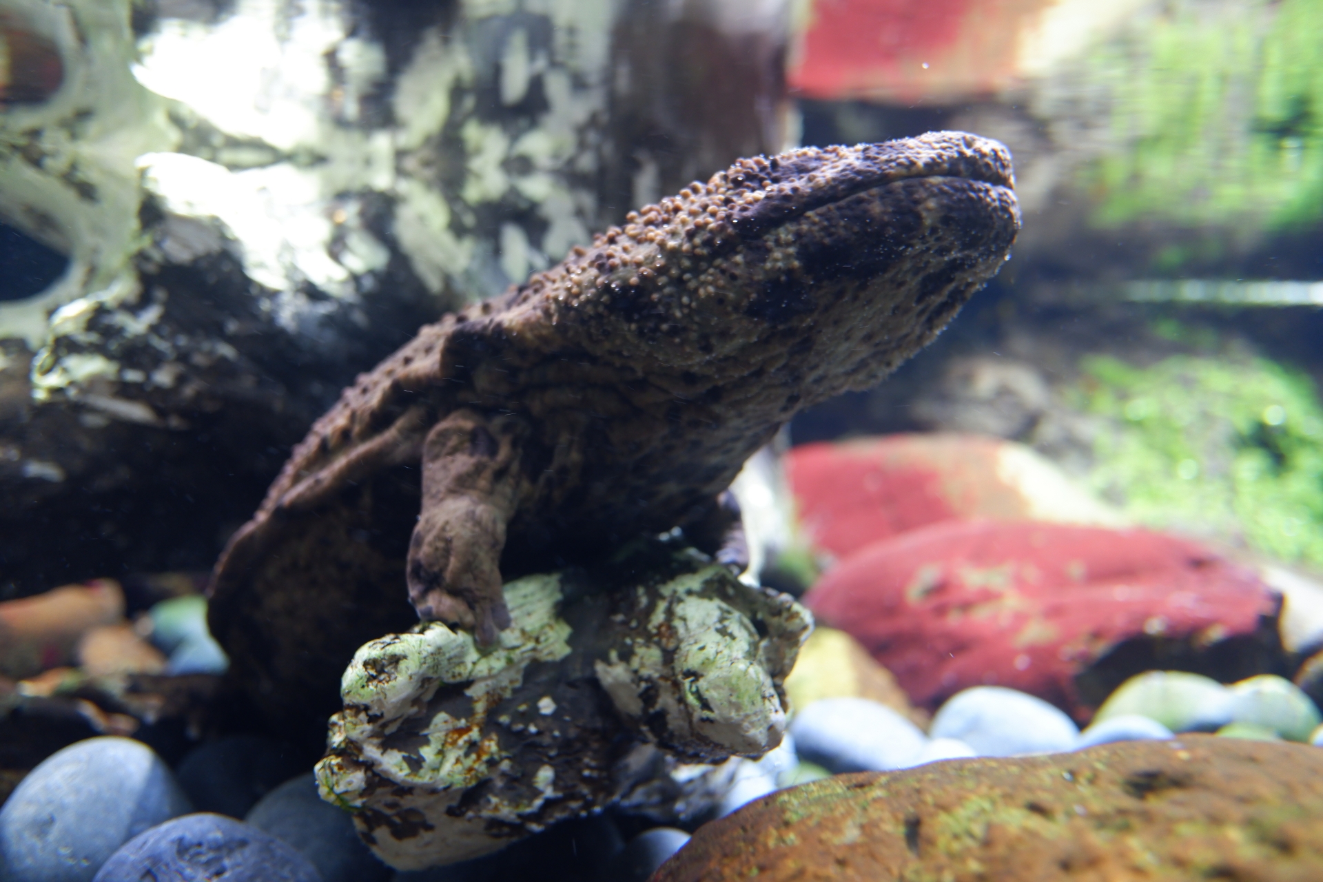 Discover the Japan Giant Salamander Center at Akame 48 Waterfalls ...