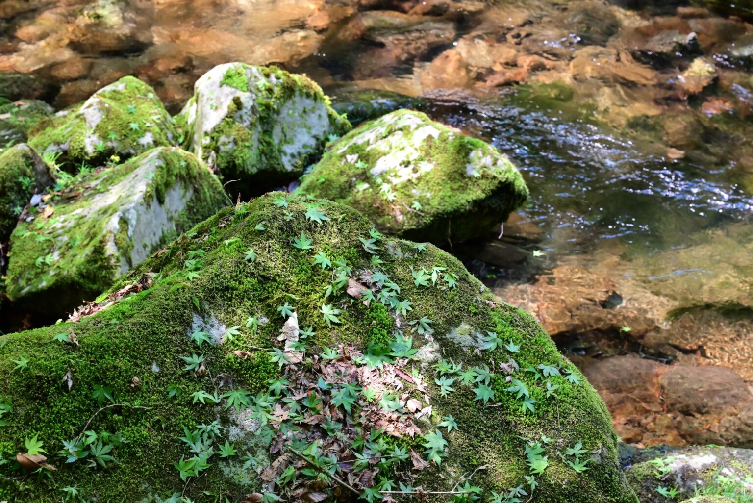 1-Day Tour from Nagoya: Soni Highlands & Akame 48 Waterfalls Hike ...