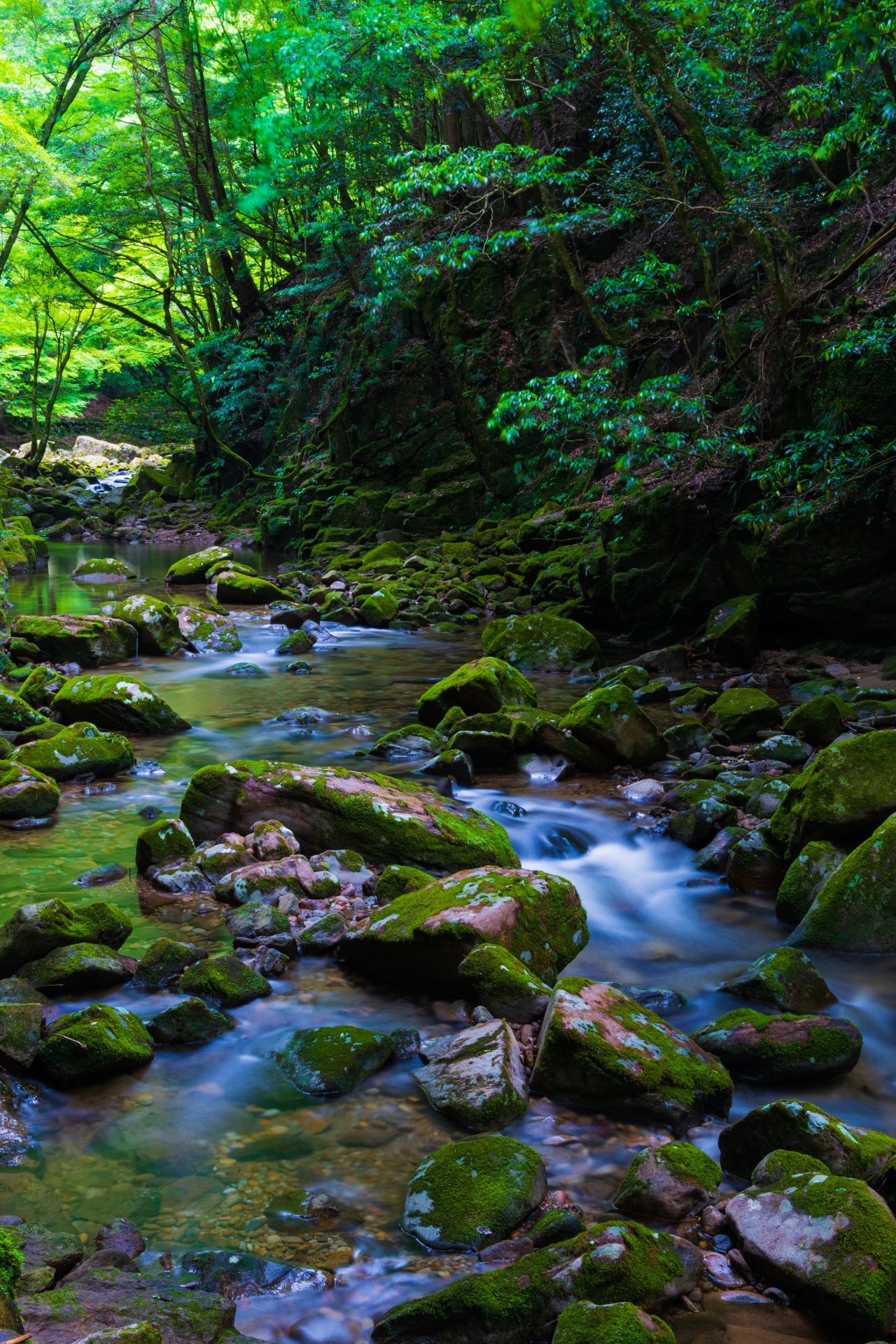Discover the Japan Giant Salamander Center at Akame 48 Waterfalls ...