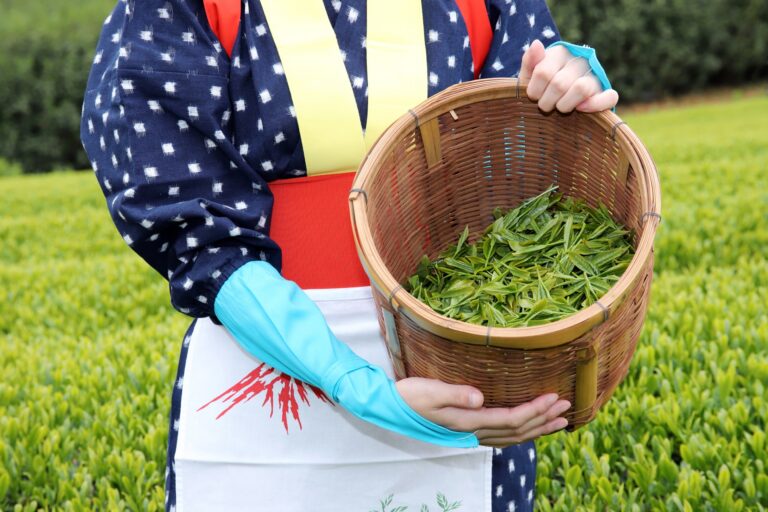 1-Day Tour from Nagoya: Wagashi Workshop & Matcha Tea Field Tour - Snow ...
