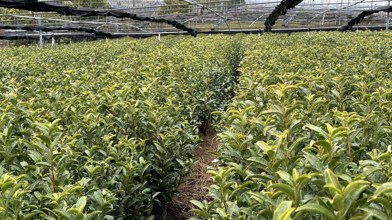 Matcha in Matsumoto - Snow Monkey Resorts