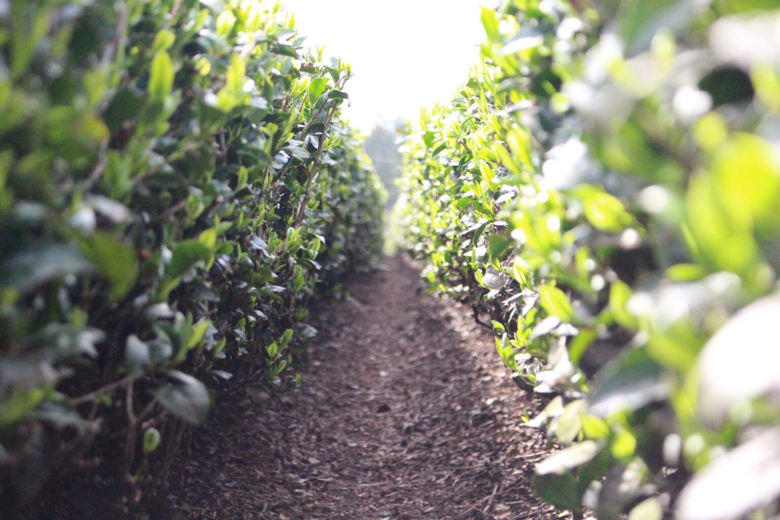 1-Day Tour from Nagoya: Wagashi Workshop & Matcha Tea Field Tour - Snow ...