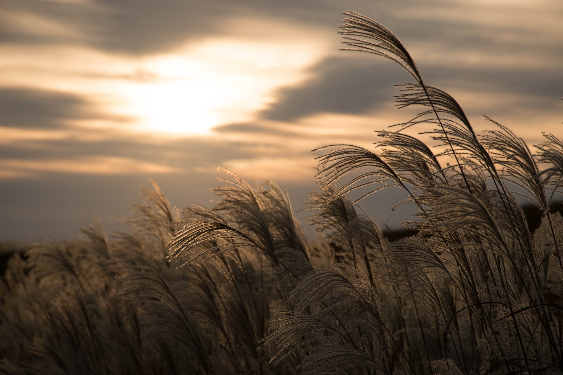 1-Day Tour from Nagoya: Soni Highlands & Akame 48 Waterfalls Hike ...