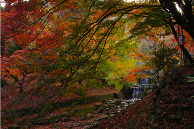 Yoro Park - Snow Monkey Resorts