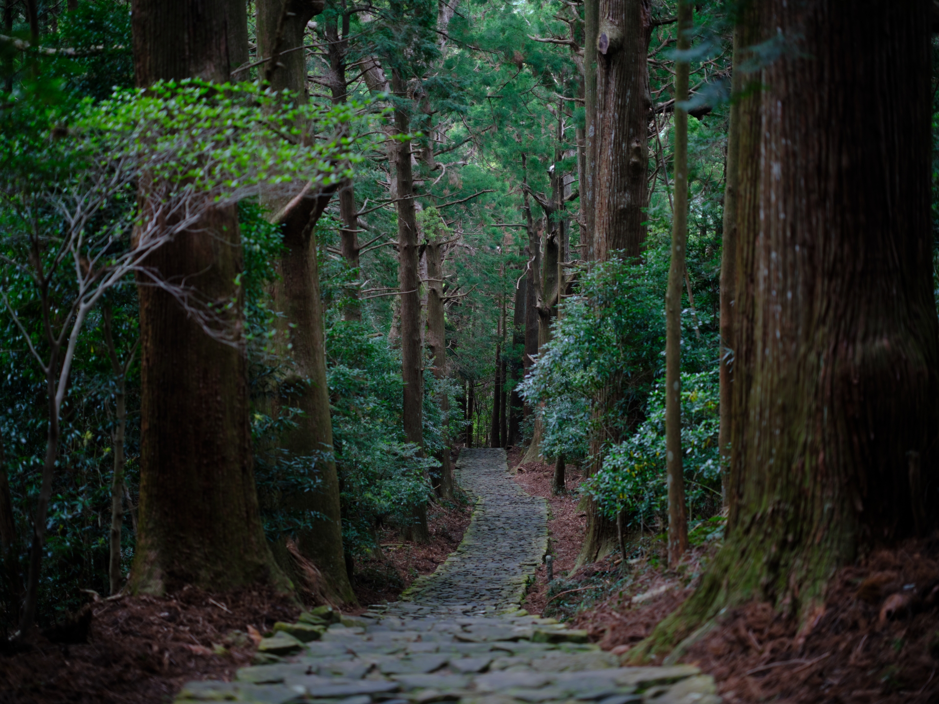 Walk the Kumano Kodo: A Sacred Pilgrimage Through the Mountains of ...