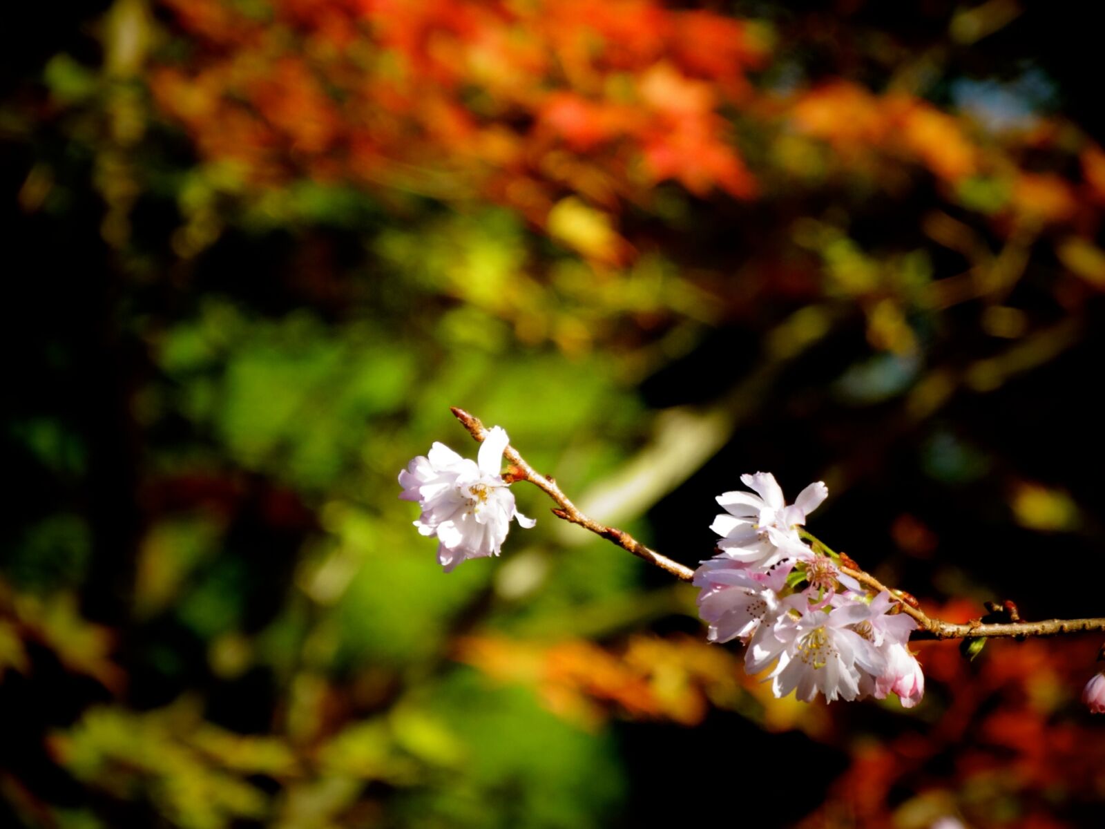 Best Spots for Autumn Leaves Around Kanazawa - Snow Monkey Resorts