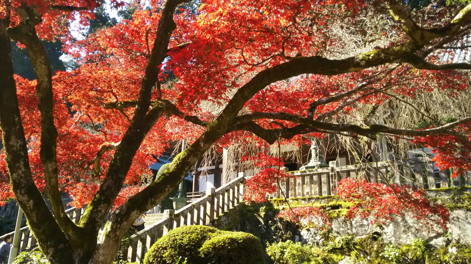 Vibrant Views of Autumn Leaves in Hakone - Snow Monkey Resorts