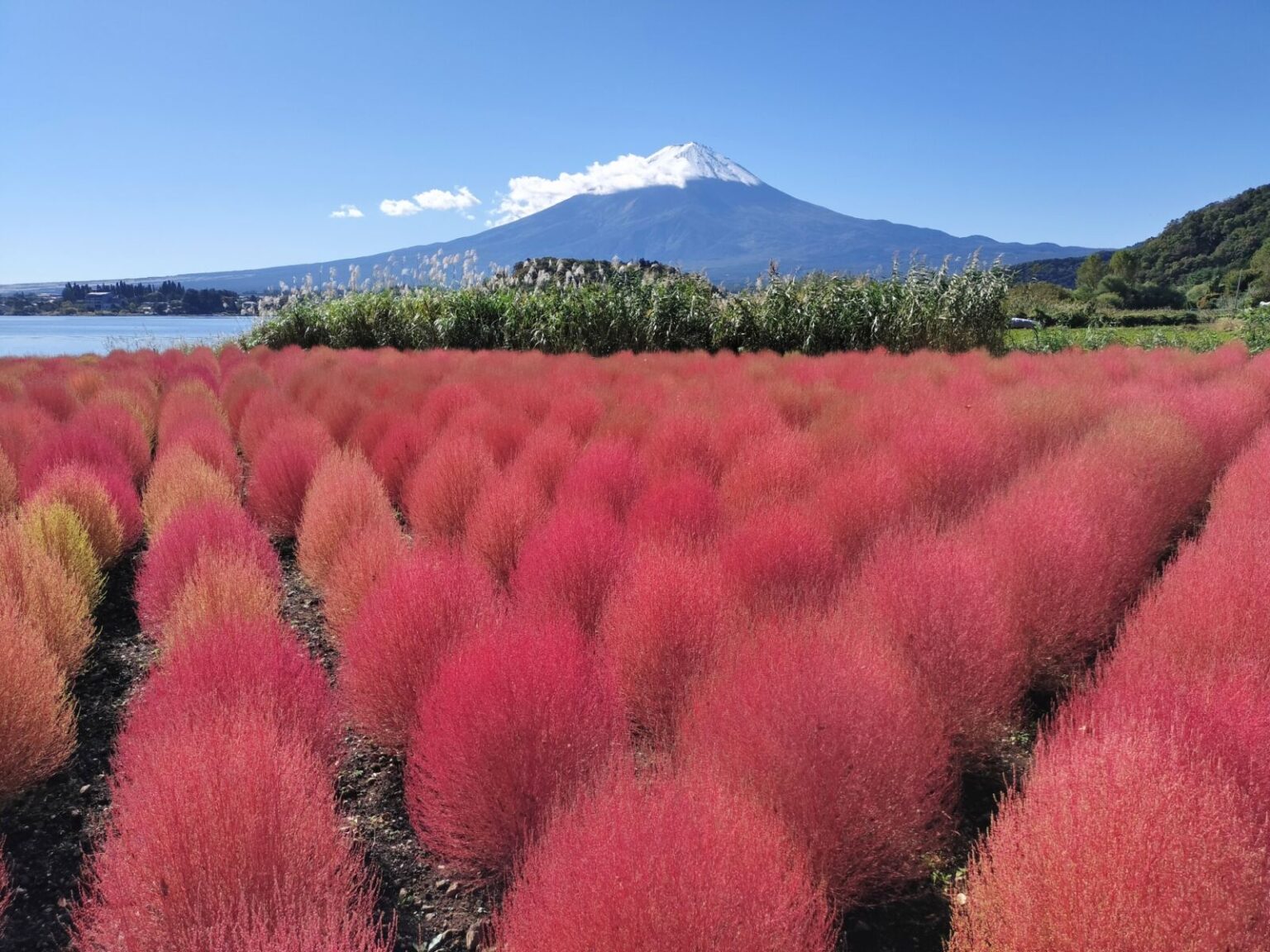 Stunning Spots for Autumn Leaves Around Mount Fuji - Snow Monkey Resorts