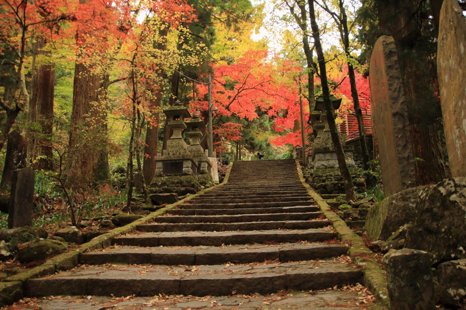 Vibrant Views of Autumn Leaves in Hakone - Snow Monkey Resorts