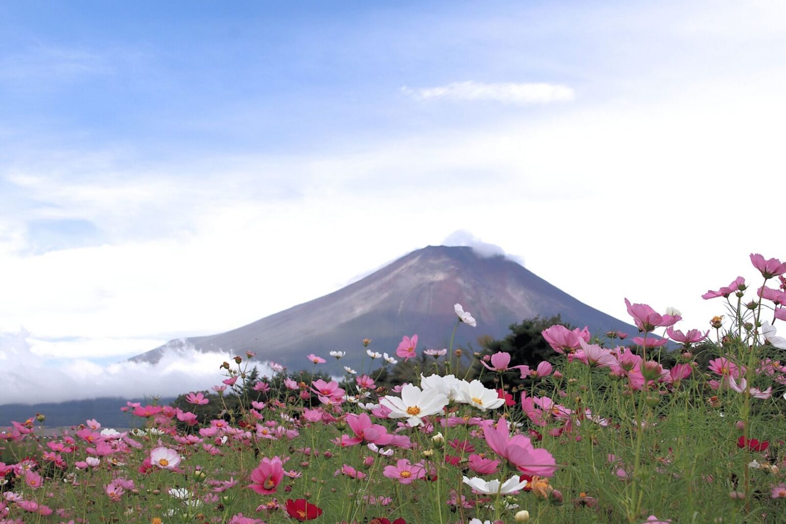 Stunning Spots for Autumn Leaves Around Mount Fuji - Snow Monkey Resorts
