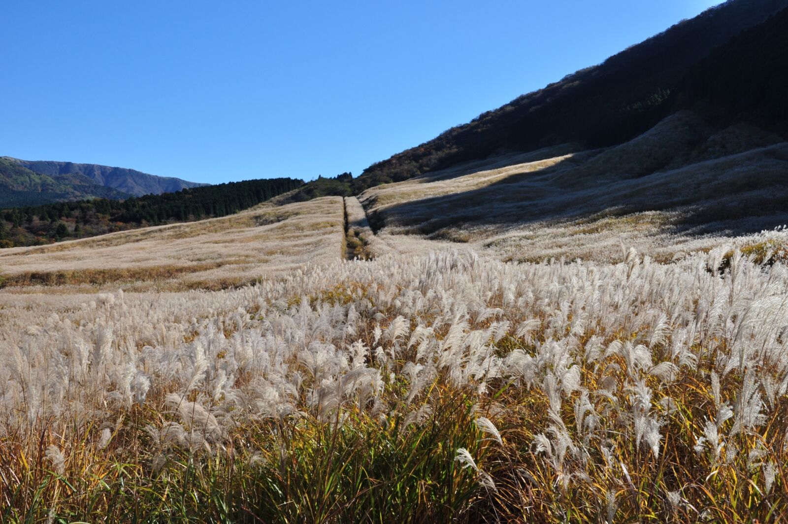 Vibrant Views of Autumn Leaves in Hakone - Snow Monkey Resorts