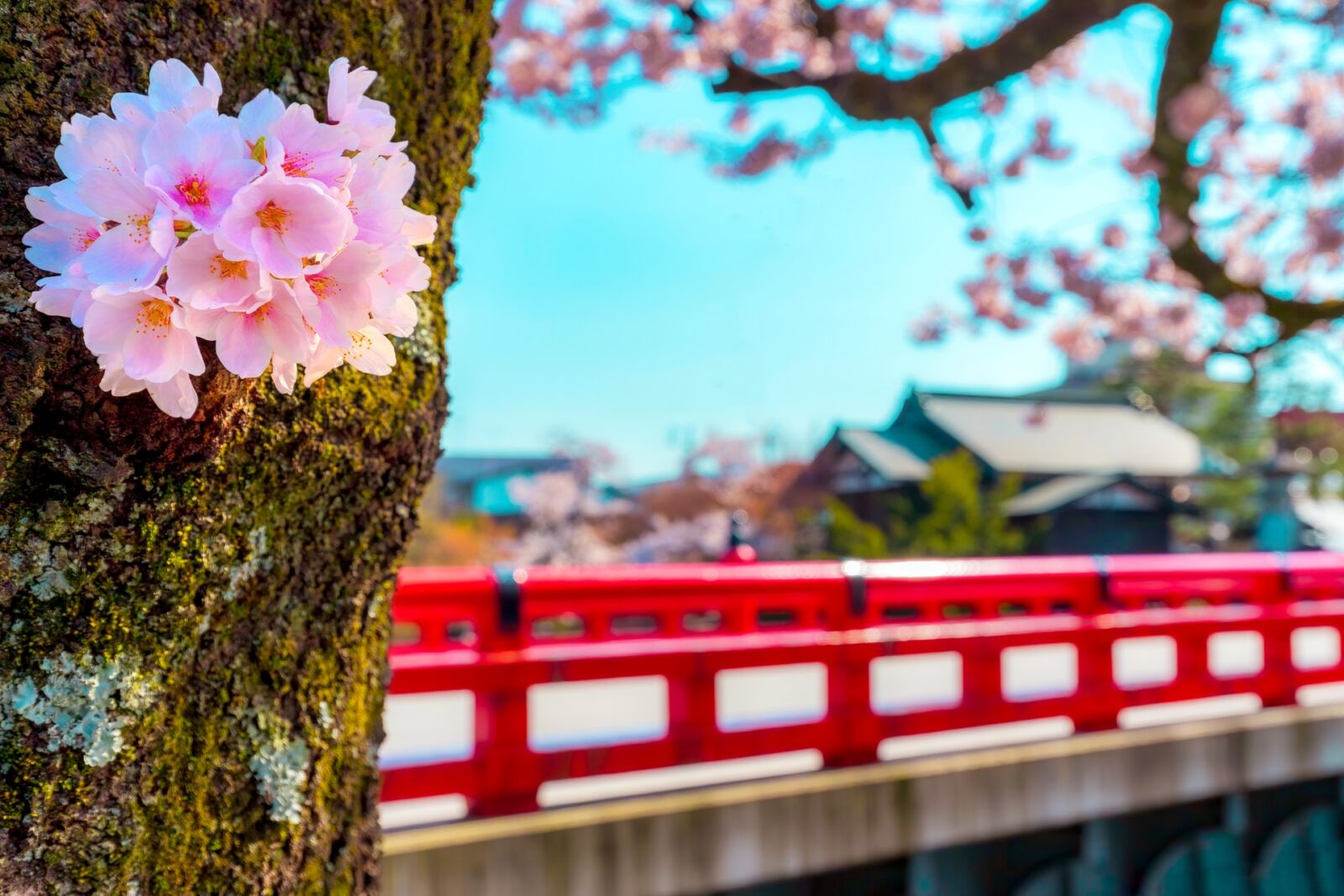 Best Places to Visit in Takayama During Spring - Snow Monkey Resorts
