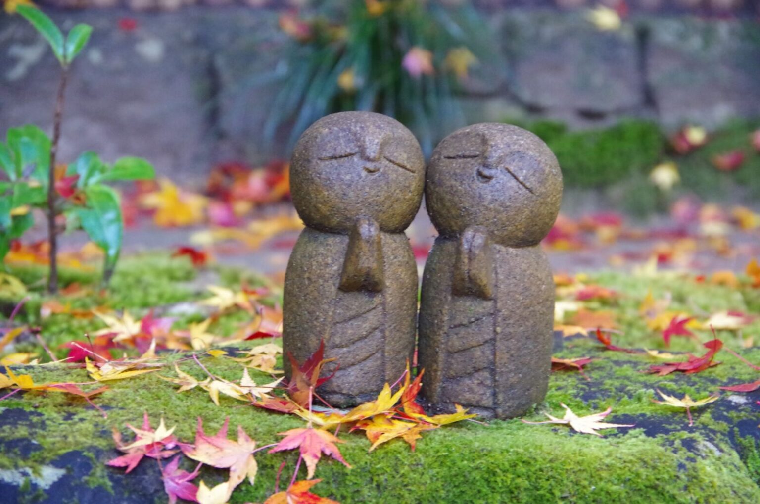 Kyoto in November 2026 - What to Know - Snow Monkey Resorts
