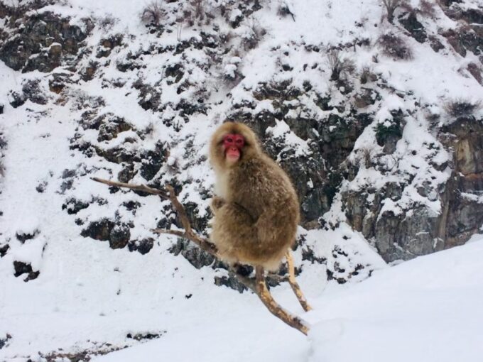 Nagano in December 2025 - What to Know - Snow Monkey Resorts