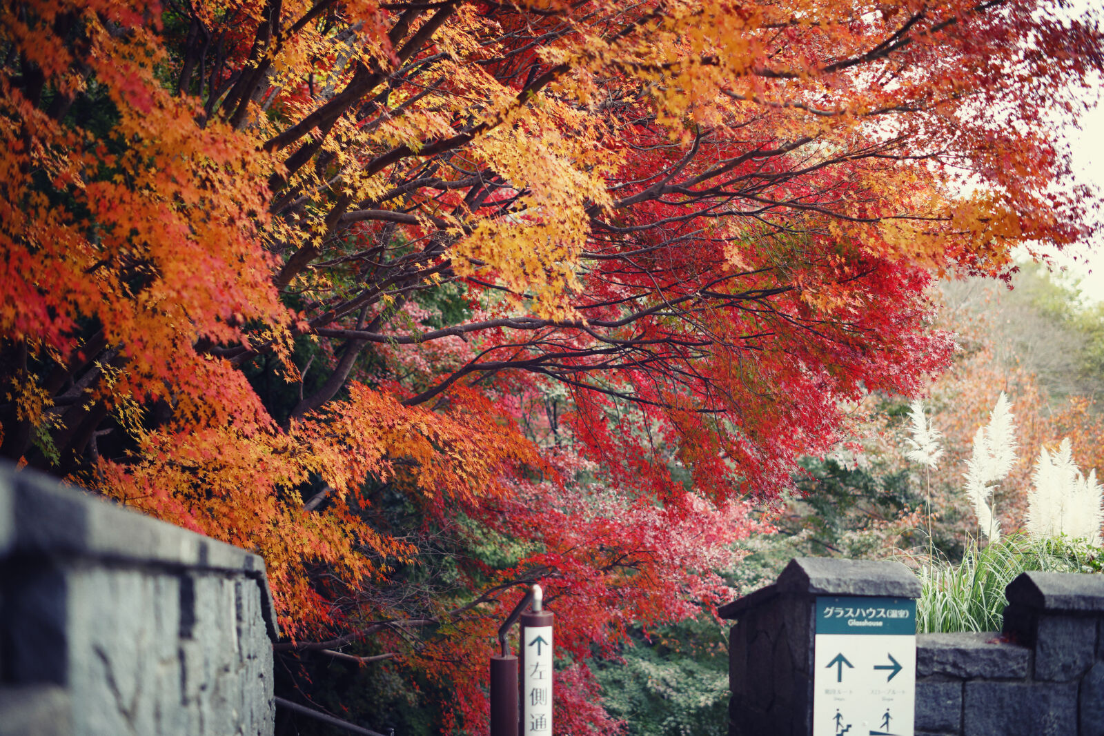 Best Spots for Autumn Leaves Around Kobe - Snow Monkey Resorts