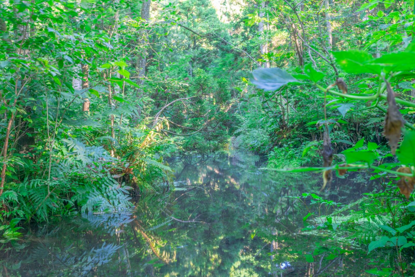 Sugisawa Spring Water Cedar Forest - Snow Monkey Resorts