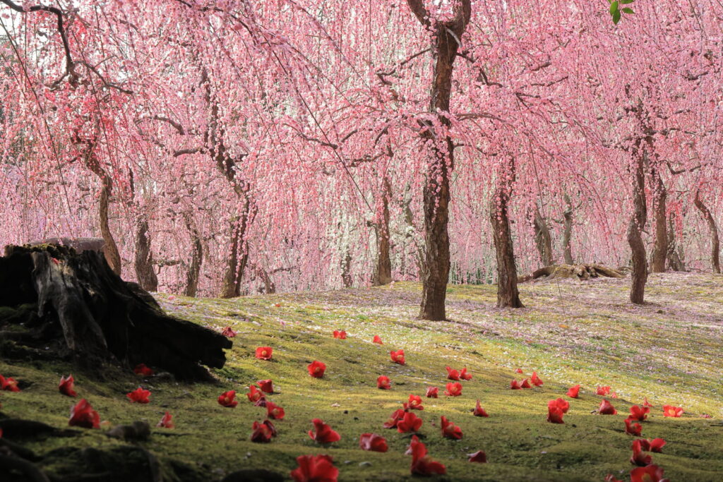 Kyoto In February 2026 - What to Know - Snow Monkey Resorts